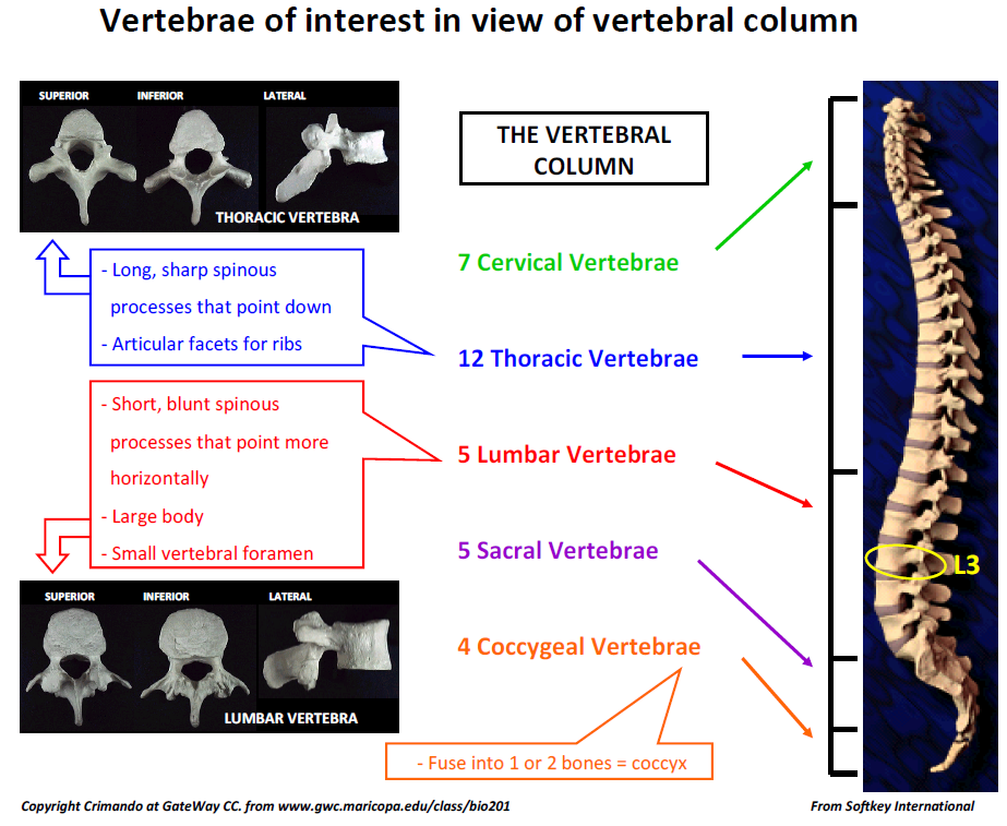 Landmarking Guide: Axial